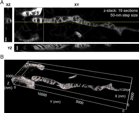 3d Sted Imaging And Reconstruction Of Cristae In Cos 7 Cells Labeled