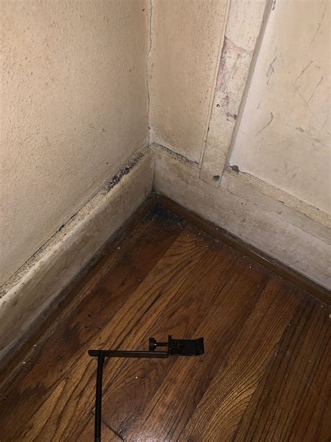 Are These What I Think They Are Roach Droppings Arkansas Rwhatsthisbug