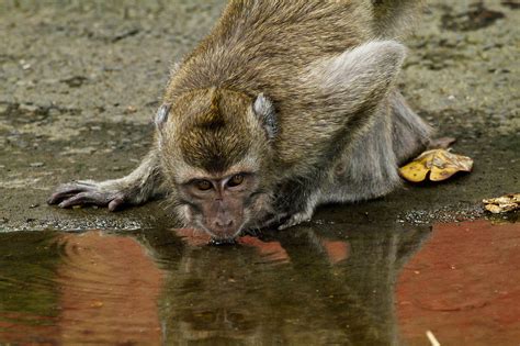 Tree Rats Why People HATE Monkeys