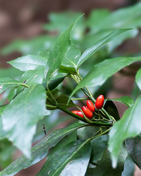 アオキ（青木）実2 20230206 雌雄別株の常緑低木です。長さ2cm程の楕円形の果実は緑色から熟すにつれ Flickr