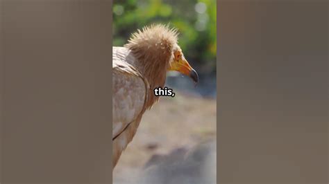 This Bird Eats Bones 😱🦴 Bearded Vulture Facts You Wont Believe Youtube