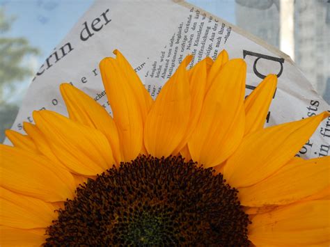 Softball Background Photos Download The Best Free Softball Background