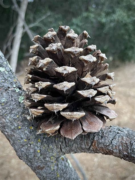 Pinus Jeffreyi Jeffrey Pine Trees Of Stanford And Environs