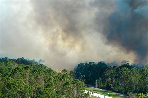 Api Besar Membakar Parah Di Hutan Hutan Florida Api Panas Di Hutan Asap Tebal Membubung Foto