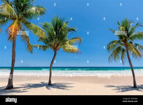 Sunny Tropical Beach Palm Trees On White Sand And Turquoise Sea Stock