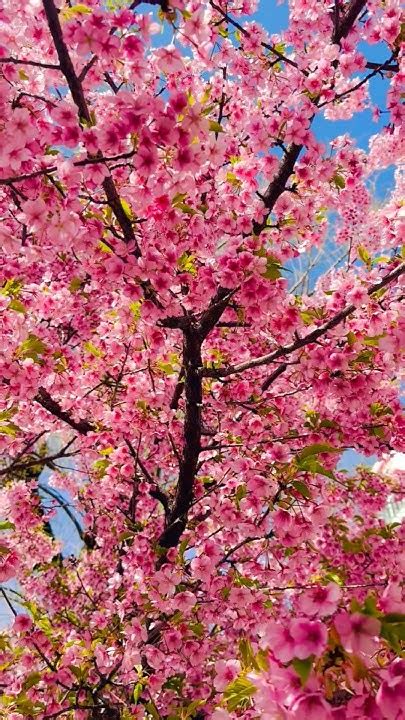 🌸🌸 Sakura Ohanami Japan Amazing Flowers Park Cherryblossomseason