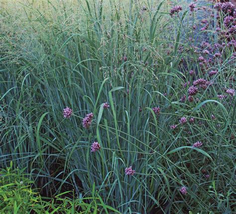 The Best Ornamental Grasses For Every Season Fine Gardening