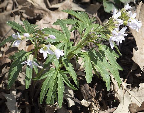 Cut Leaved Toothwort Cardamine Concatenata Michx O Schwarz