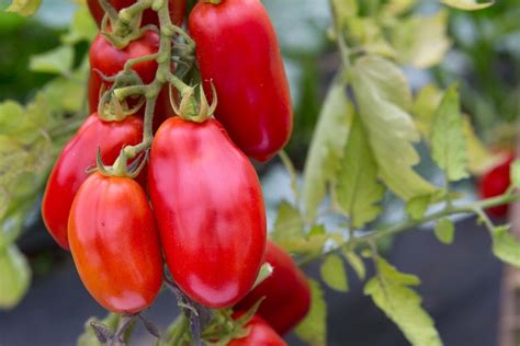 Tomato Types Explained Bbc Gardeners World Magazine