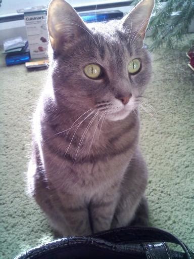 In Memory Of Kitty Cat Brown