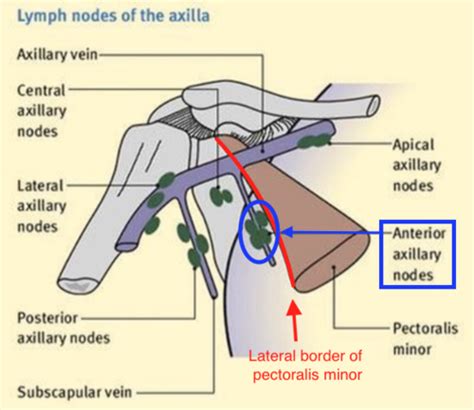 Axillary Lymph Node Diagram