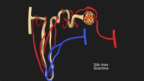 Nephron Glomerulus 3d Turbosquid 2435922