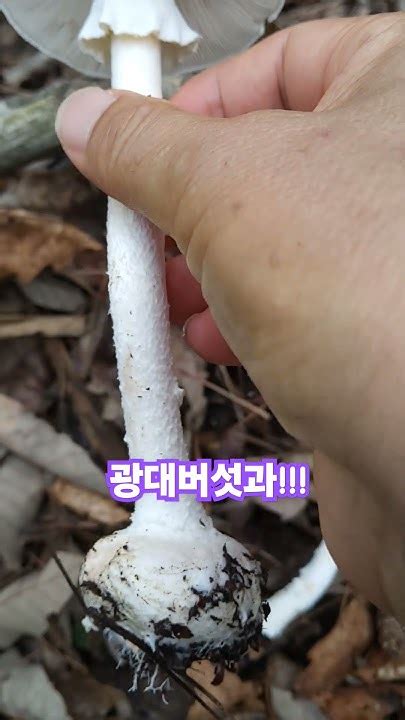 광대버섯과 버섯이 독성최강대박 산삼산행버섯 산행 광대버섯 심마니 땅꾼 치유 2024 감사 사랑 은혜 축복 삶 구독자 건강 Youtube