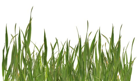 Free Png Download Grass Vector