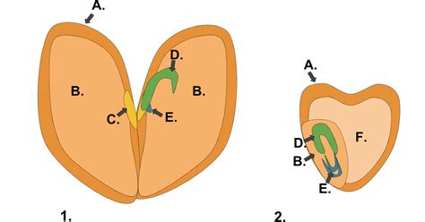 Perbedaan Struktur Biji Dikotil Dan Monokotil Gudang Materi Perbedaan Struktur Biji Dikotil Dan Monokotil Gudang Materi