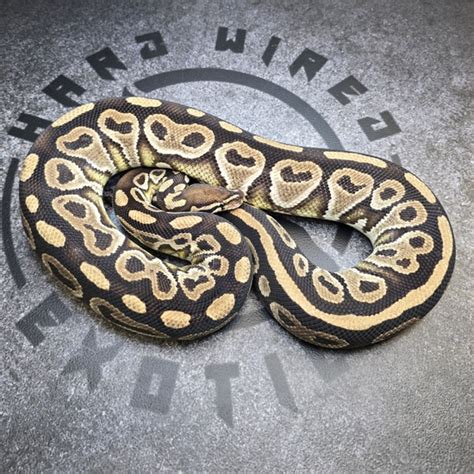 Big Breeder Hra Het Clown Pied Ball Python By Hard Wired Exotics
