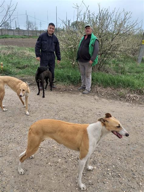 I Se Cauta Stapanul Pui De Ogar Ratacit In Timisoara Salvat De