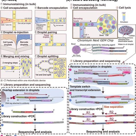 Pdf Single Cell Analysis Using Droplet Microfluidics