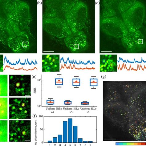 In Vivo Multiplane Calcium Imaging Of Larval Zebrafish Brain A C