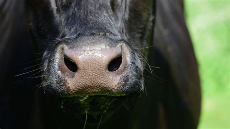 Rabid Cow Confirmed In Saluda County Four People And 11 Cows Exposed