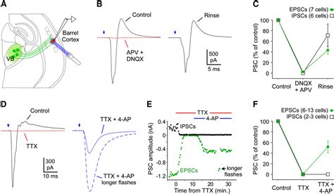 Structure Of Thalamic Reticular Nucleus Semantic Scholar