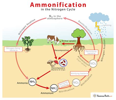 Ammonification Nitrogen Cycle