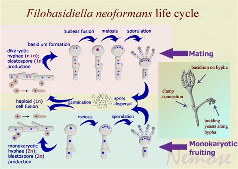 Cryptococcus Metapathogen