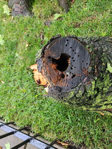 Fallen Branch R Arborists