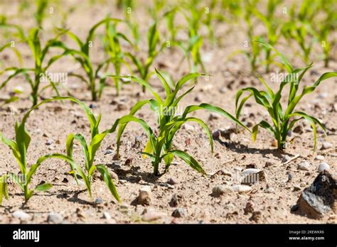 Agricultural Activities Related To The Cultivation Of Sweet Corn