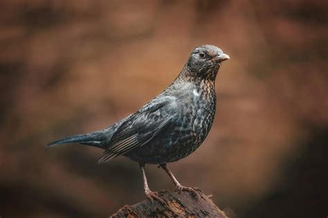 Meer Dan 100000 Gratis Afbeeldingen Van Merel Vogel En Merel Pixabay