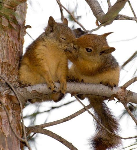 Photos Of Squirrels In Love Geniusbeauty