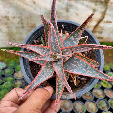 Greenflower Nipple Cactus Succulent Plant