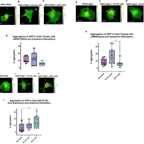 Model Of App Mrna Aggregation Due To Repeated Carbachol Stress When