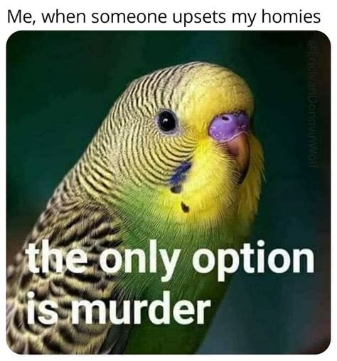 Return Of The Meme 1138 Unsolicited Deck Pic Album On Imgur