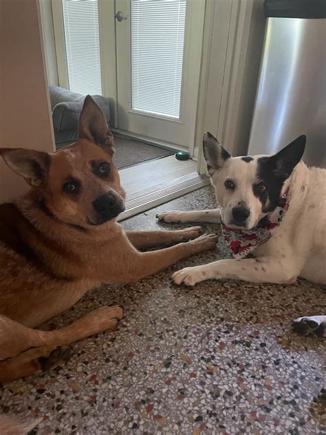 Renny And Buggsy Album On Imgur