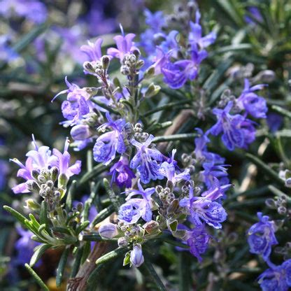 Rosemary Blue Lagoon Rosemary Gardeners Dream