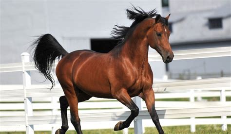 Are Morgan Horses Hot Blooded At Brodie Eldershaw Blog