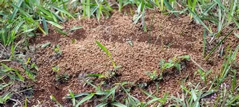 Ants In My Lawn Should I Be Concerned Lawn Cure