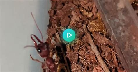 One Of The Biggest Ant Myrmecia Brevinoda Album On Imgur