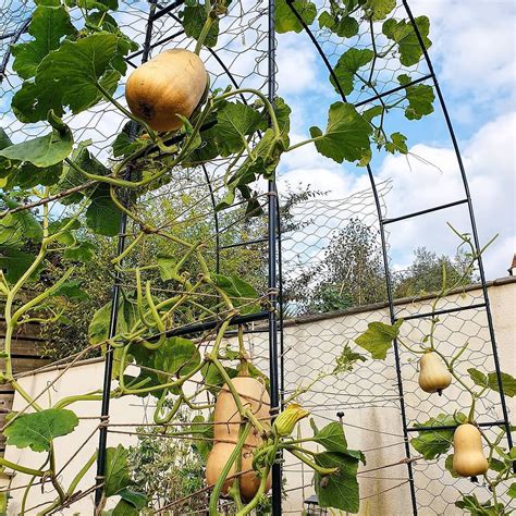 Growing Winter Squash Vertically Upwards