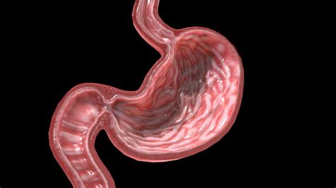 Duodenum 3d Models Sketchfab