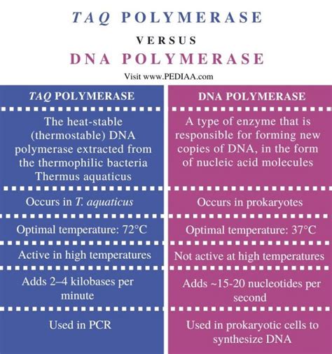 What Is The Difference Between Taq Polymerase And Dna Polymerase