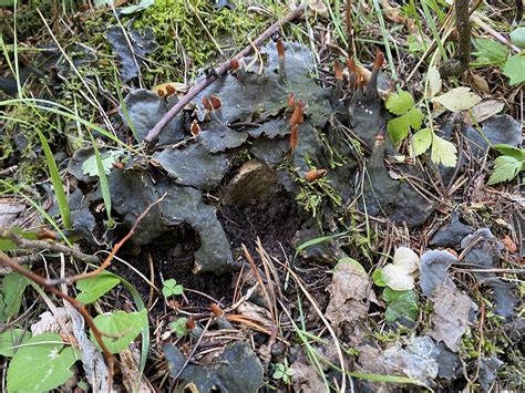 Lichen Identification R Lichen