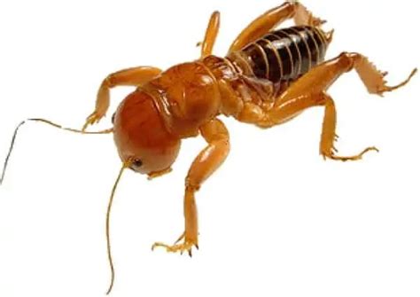 Potato Bug Bite Potato Bug Identification Damage And Control Byzok