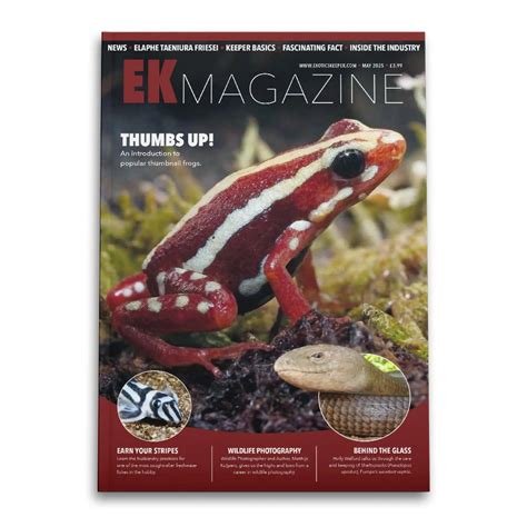 Reticulated Python Care Guide Feeding Enclosure And Heating