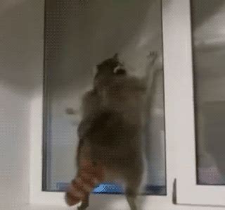 Raccoon   Abyss