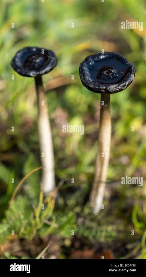 A Cluster Of Self Digested And Spent Shaggy Mane Mushroom Stalks With