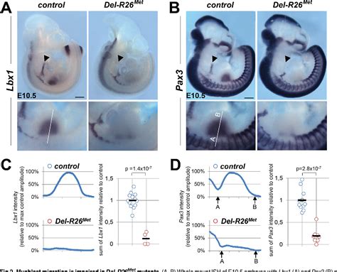 Figure 1 From Tissue Specific Gain Of Rtk Signalling Uncovers Selective