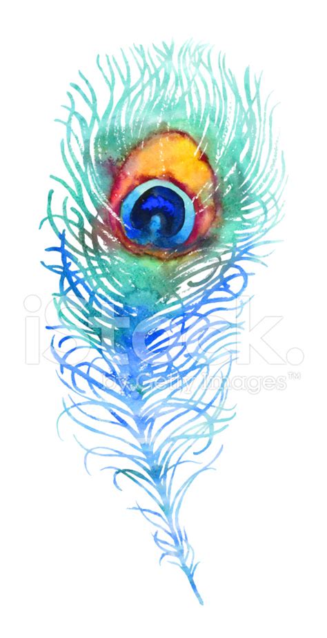 Watercolor Peacock Feather At Explore Collection