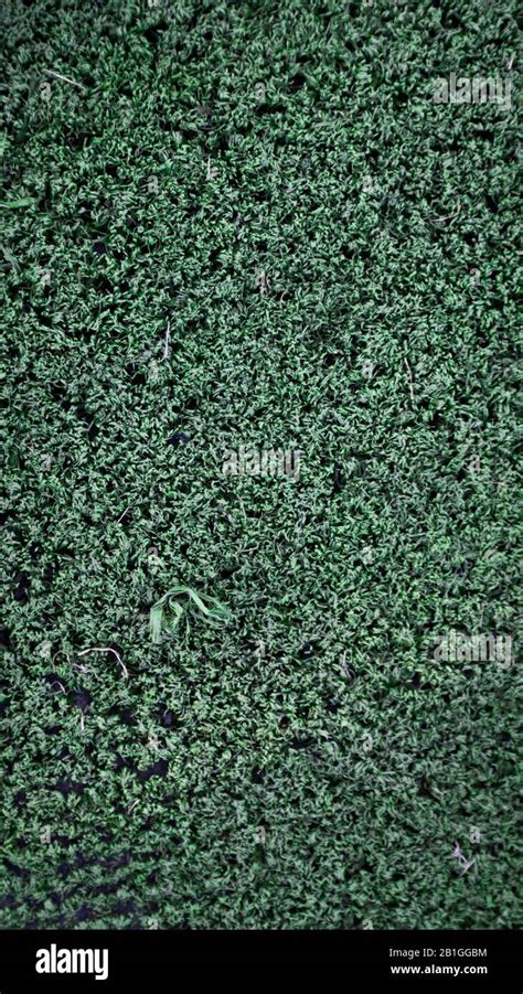 Vertical Green Grass Artificial Green Grass Background Texture Stock